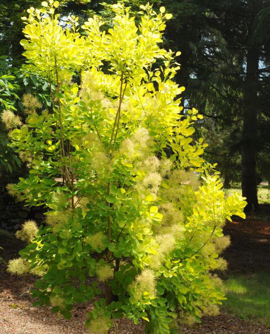 Скумпия кожевенная `Голден Спирит`, Cotinus coggygria `Golden Spirit ...
